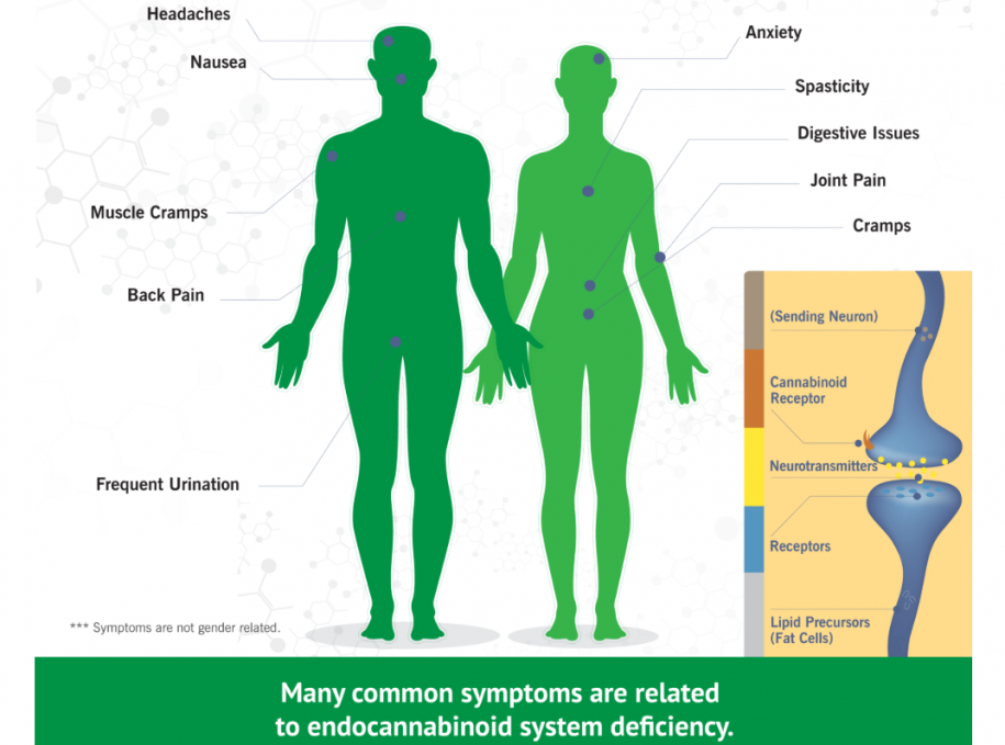 The Endocannabinoid System and What Are Cannabinoid Receptors?