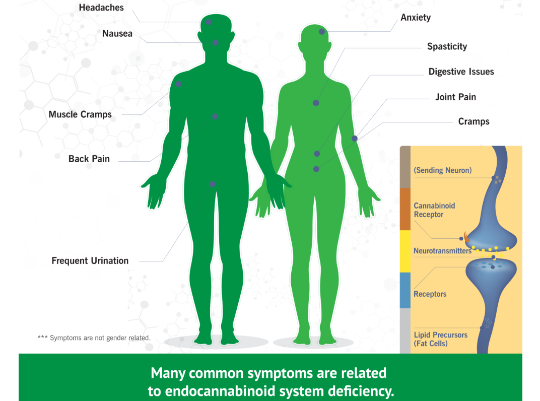The Endocannabinoid System and What Are Cannabinoid Receptors?